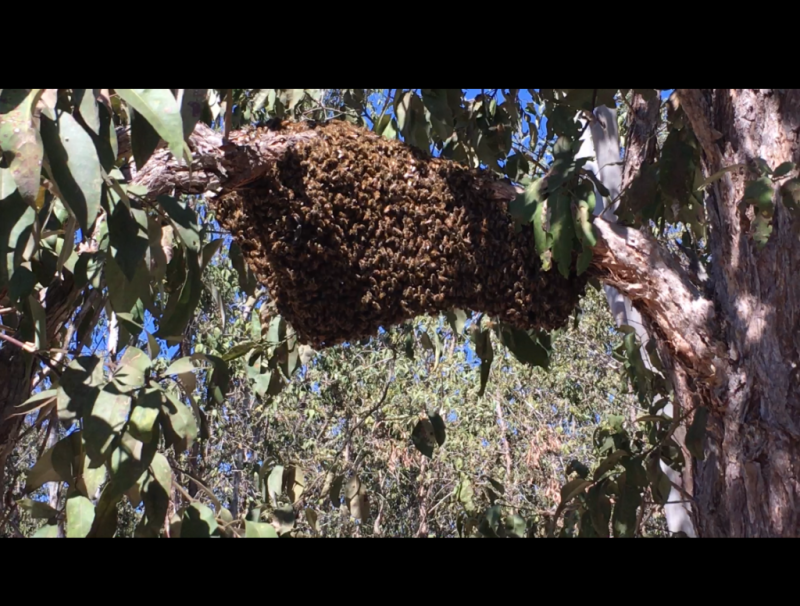 5 Ways to ready your bees for spring - Burnett Beekeeping Supplies